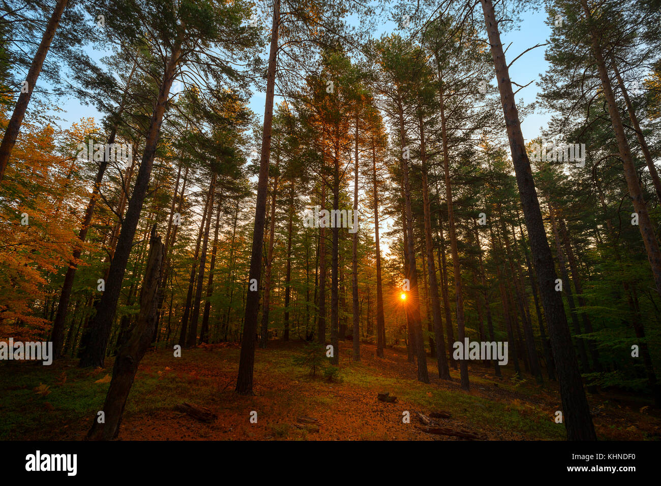 gorgeous autumn morning through the forest Stock Photo - Alamy