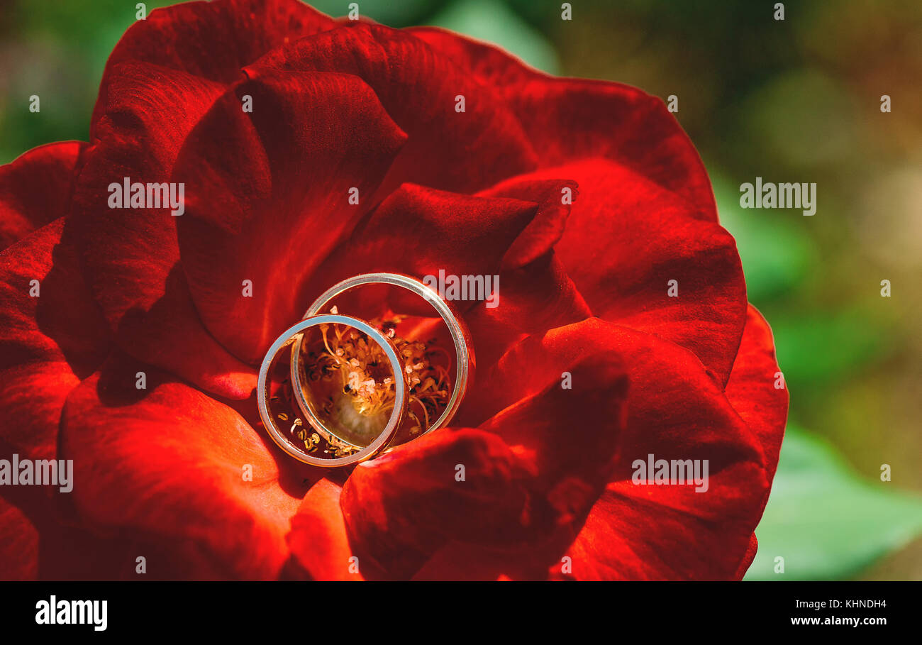 Wedding rings on red rose flower Stock Photo - Alamy