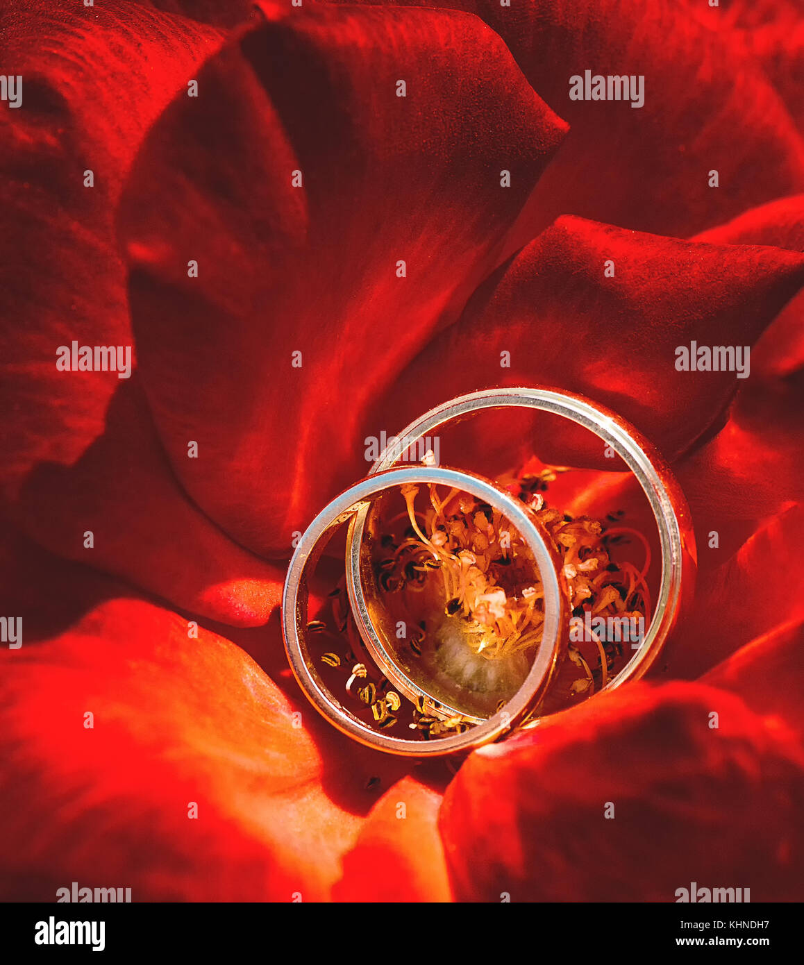 Wedding rings on red rose flower Stock Photo - Alamy