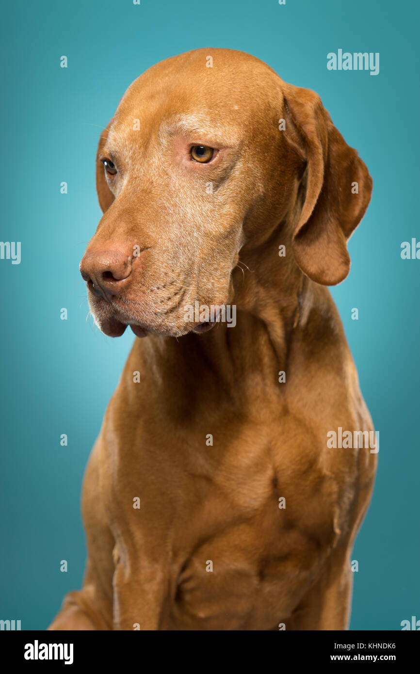 vizsla dog studio portrait Stock Photo - Alamy