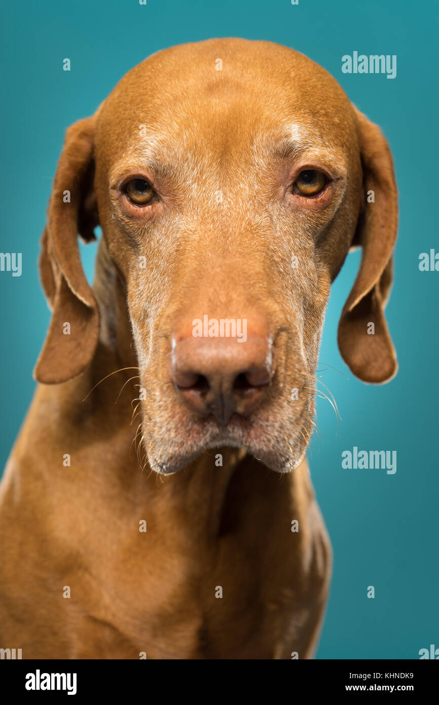 vizsla dog studio portrait Stock Photo - Alamy