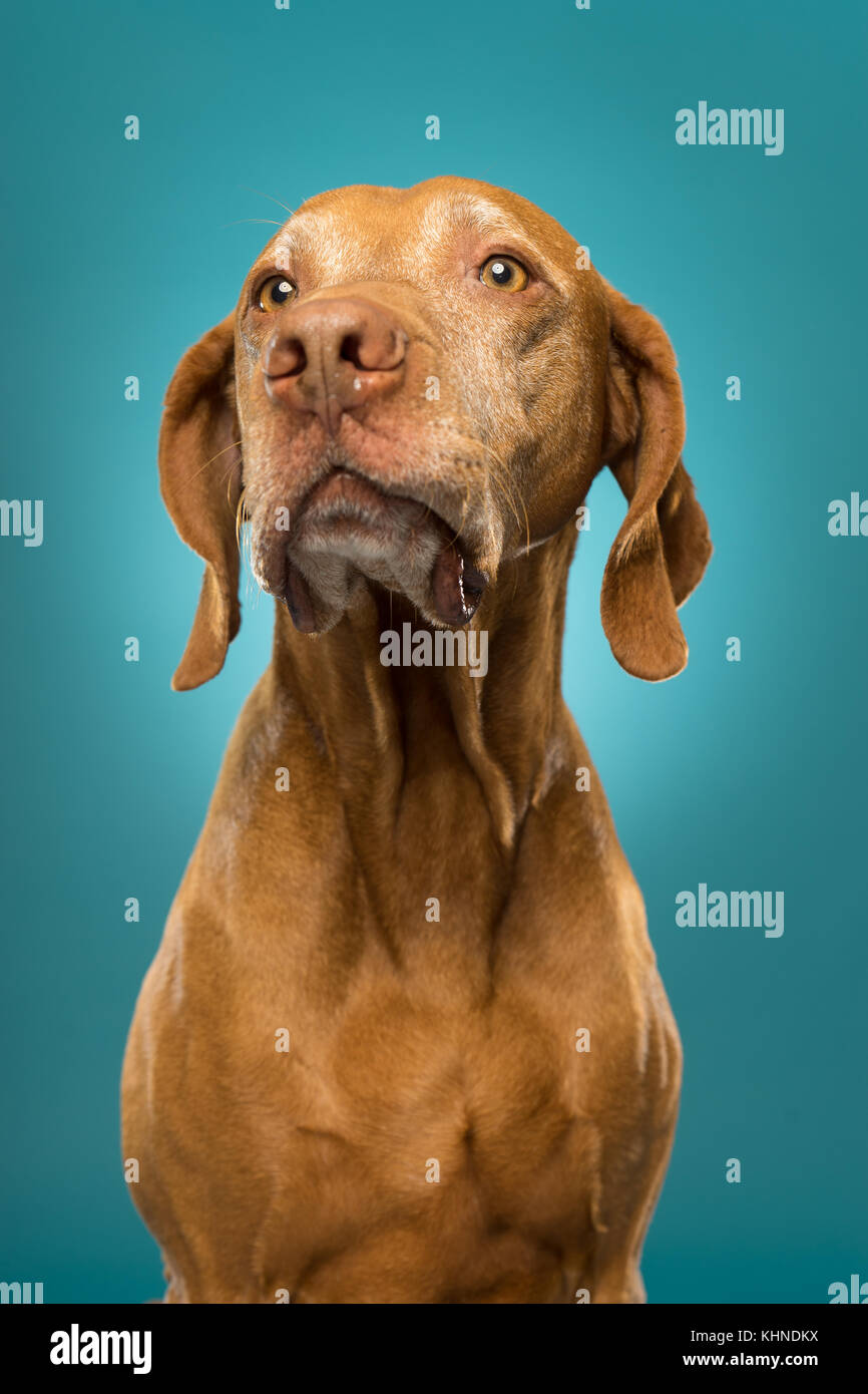 vizsla dog studio portrait Stock Photo - Alamy