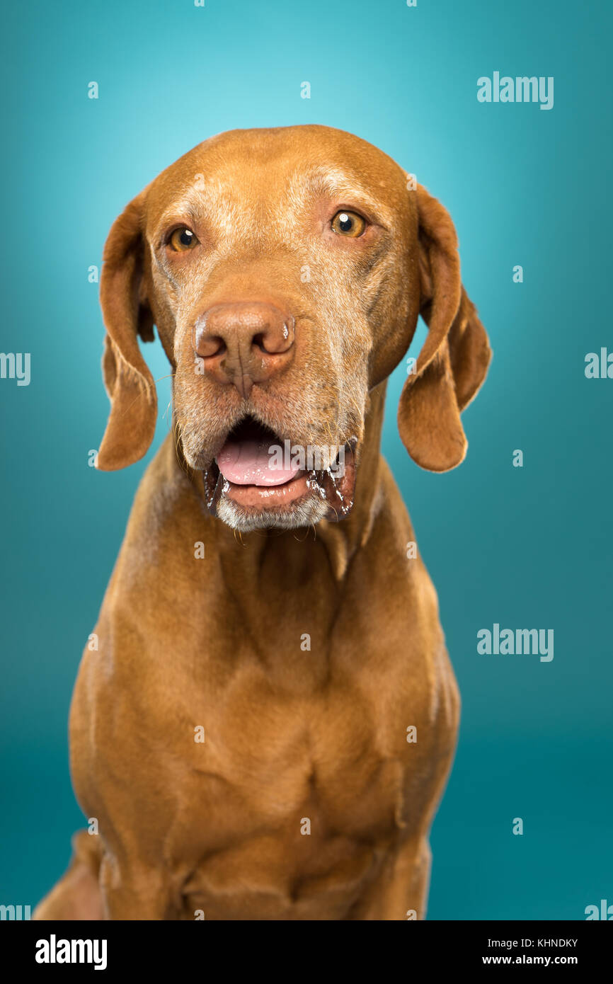 vizsla dog studio portrait Stock Photo - Alamy