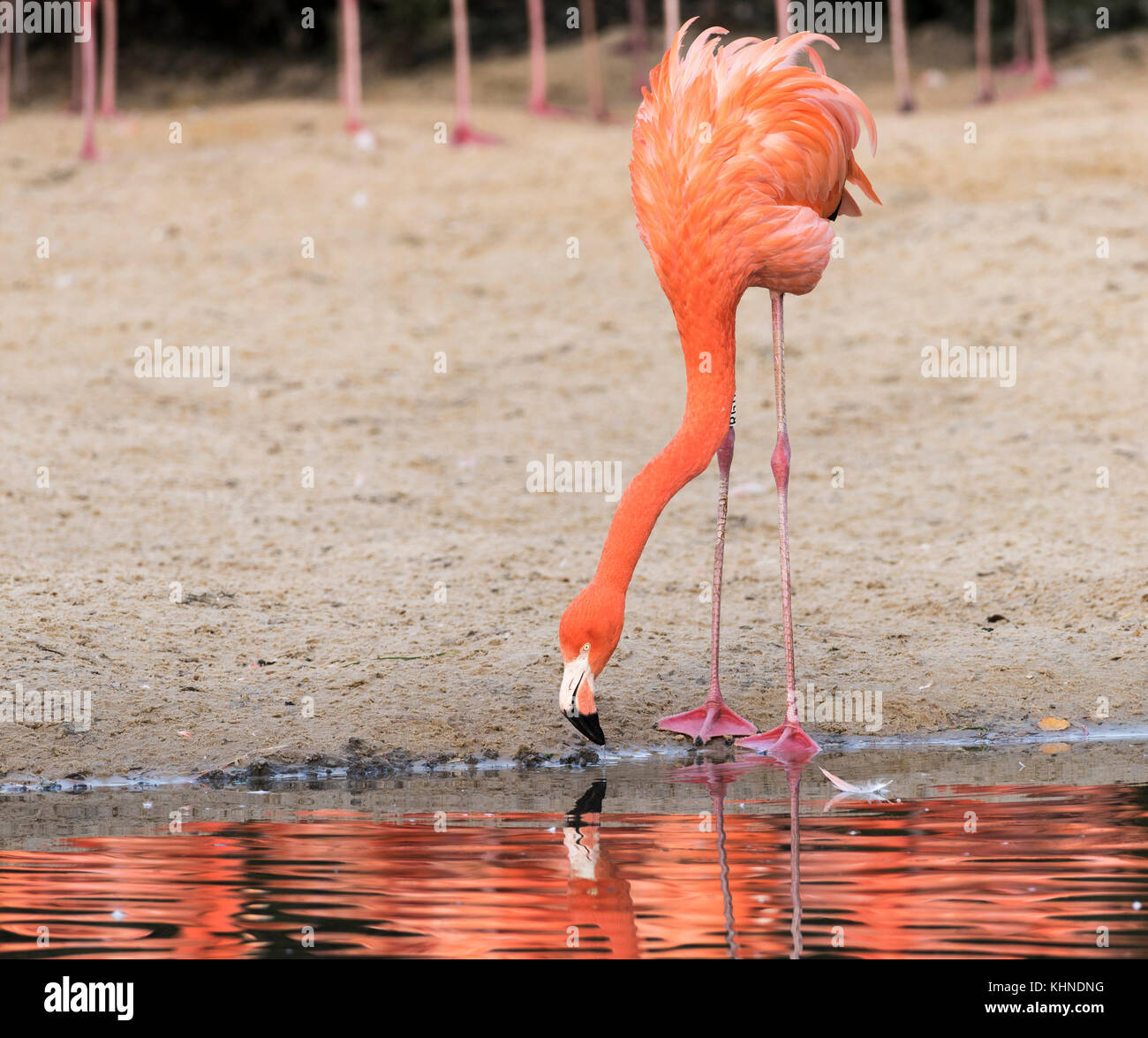 Caribbean Pink Flamingos Feeding Stock Photo - Alamy