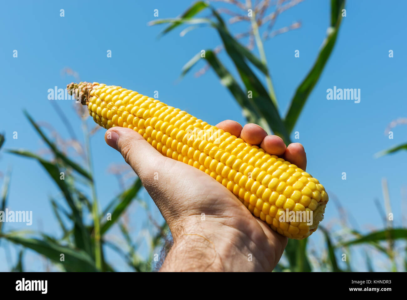 golden maize in hand on field Stock Photo - Alamy