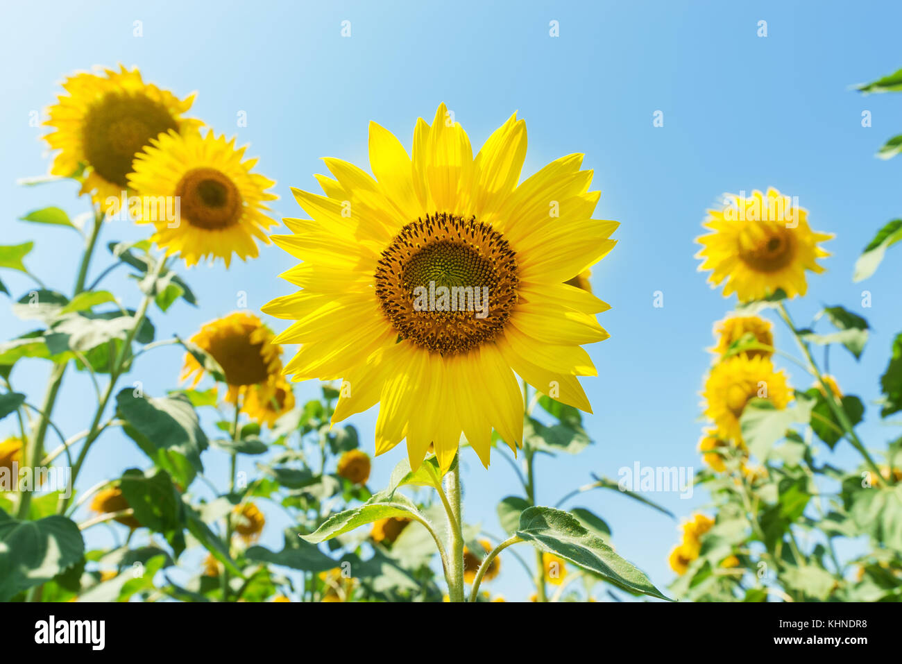 golden color sunflower on field Stock Photo - Alamy