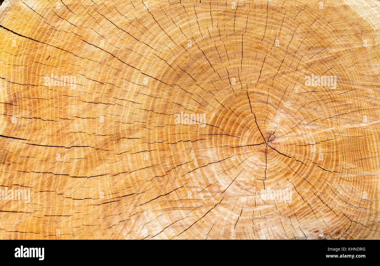 wood texture of cutted tree trunk Stock Photo - Alamy