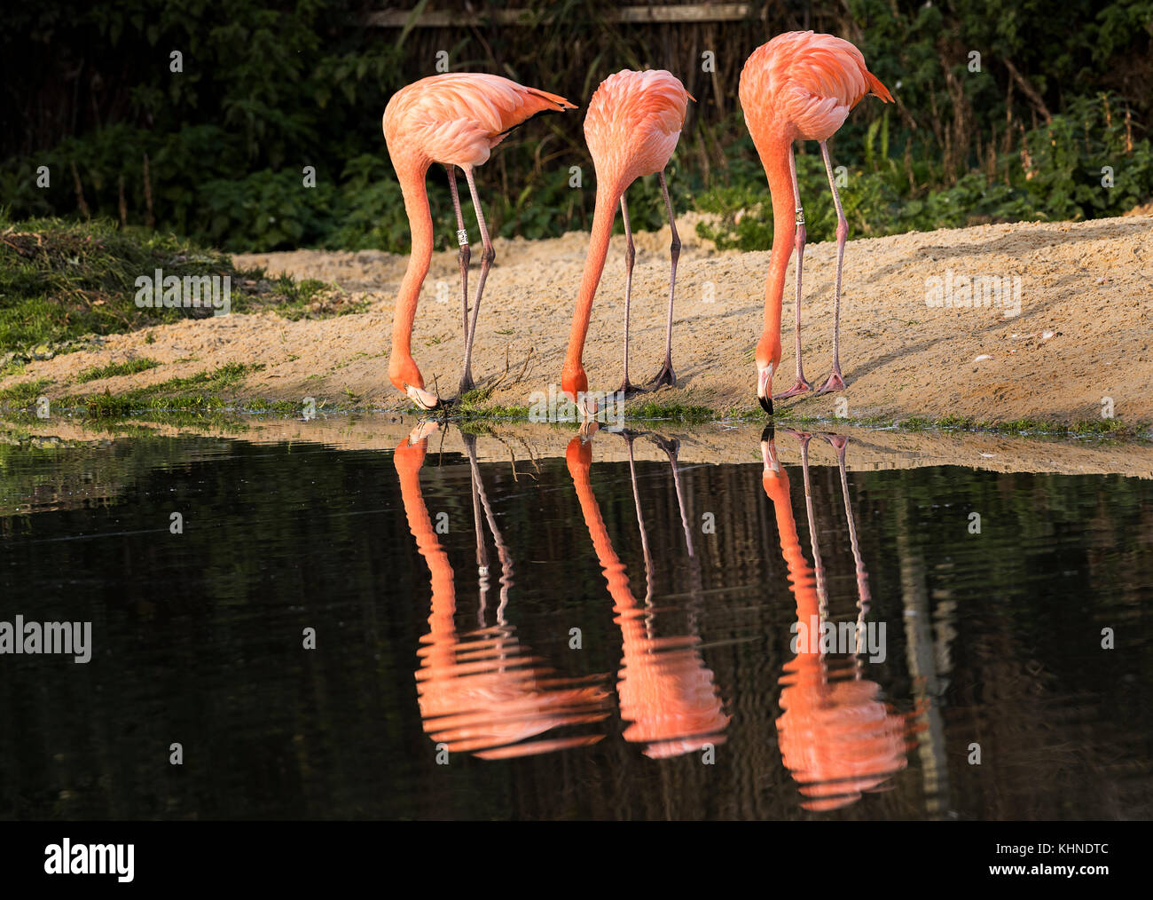 Caribbean Pink Flamingos Feeding Stock Photo - Alamy