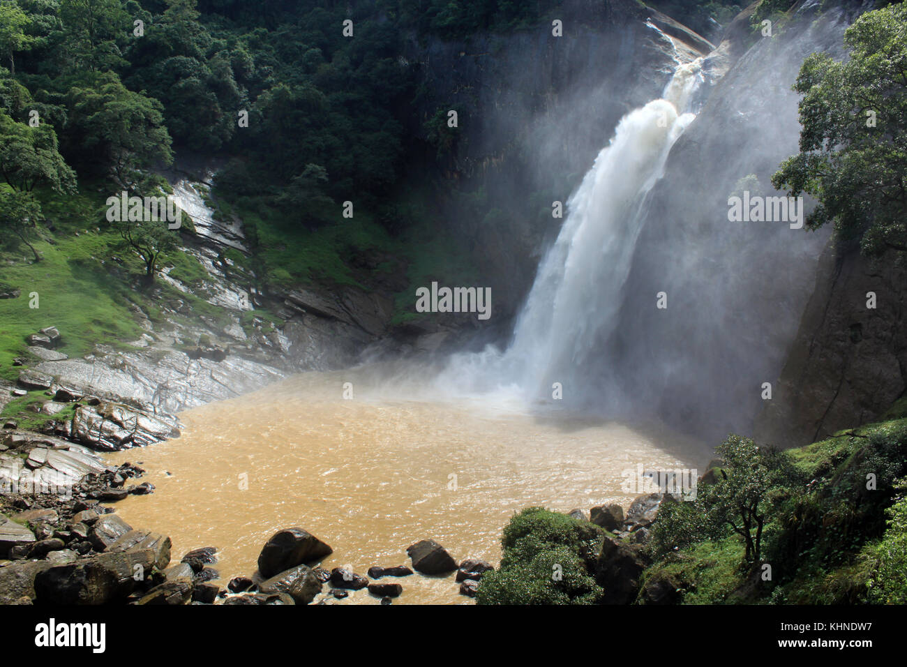 Badulla tree hi-res stock photography and images - Alamy