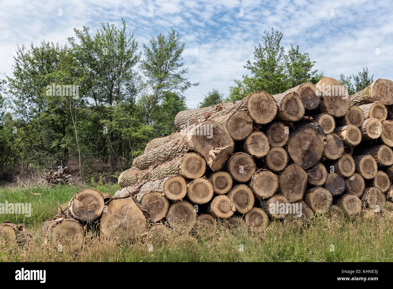 Pile of tree trunks in the forest Stock Photo - Alamy