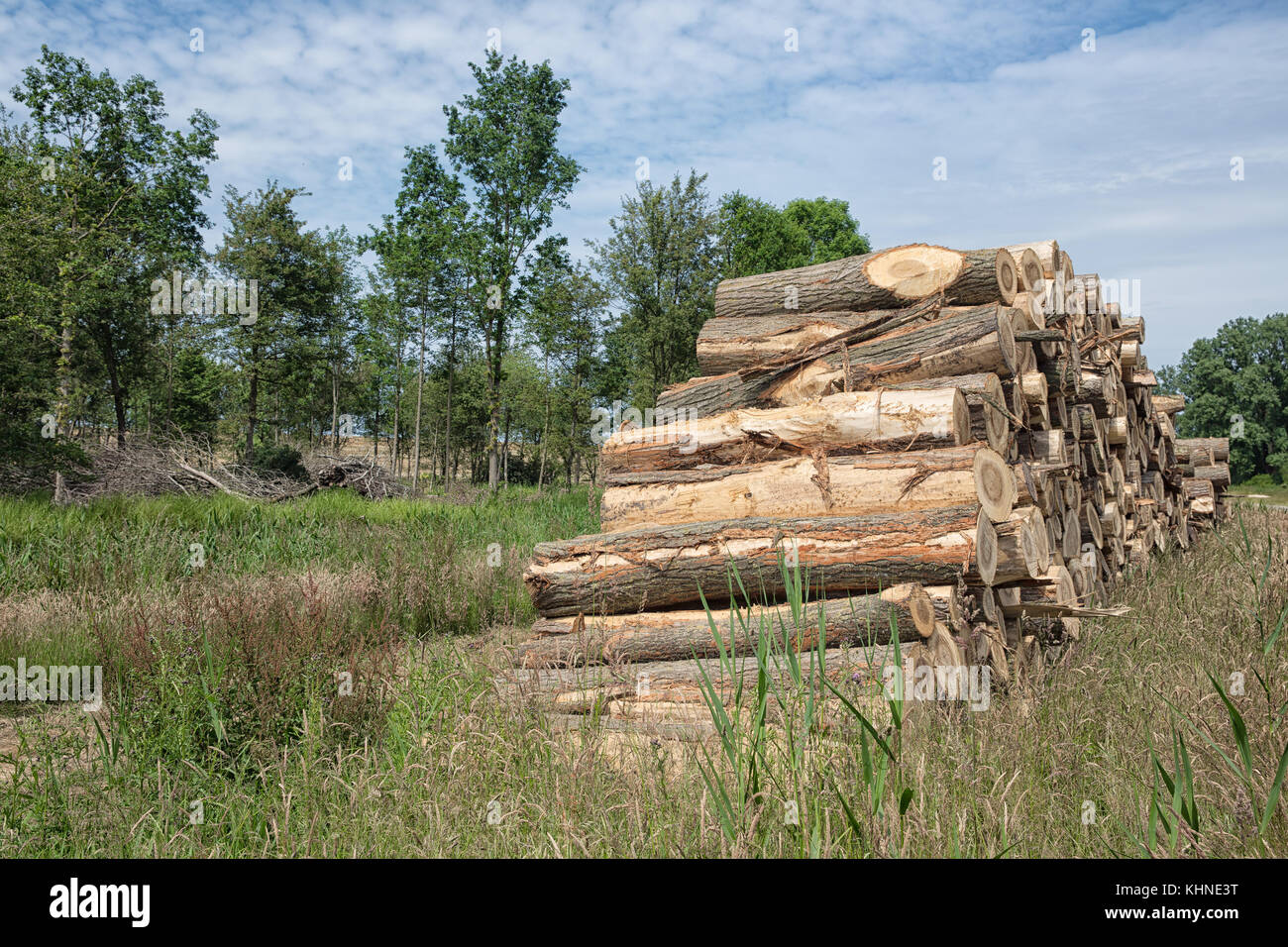 Pile of tree trunks in the forest Stock Photo - Alamy