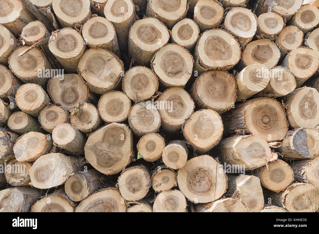 Background of tree trunks in the forest Stock Photo - Alamy