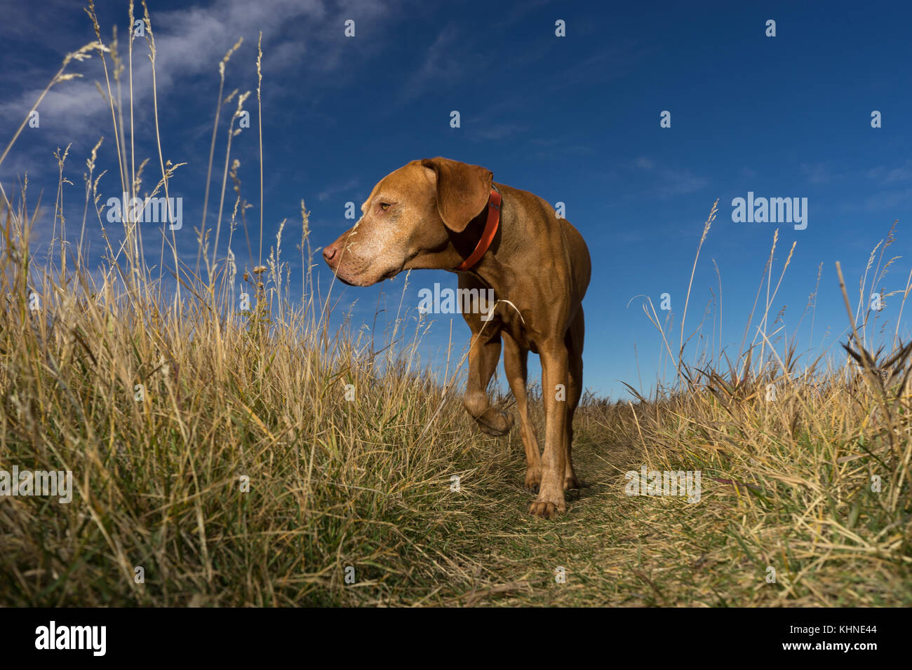 Dog walking through the grass hi-res stock photography and images - Alamy