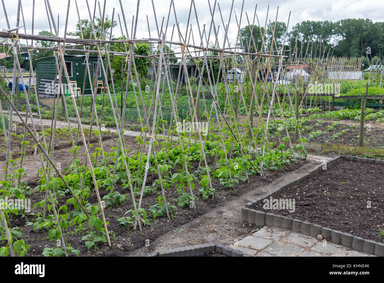 Allotment garden in spring with runner bean canes Stock Photo - Alamy