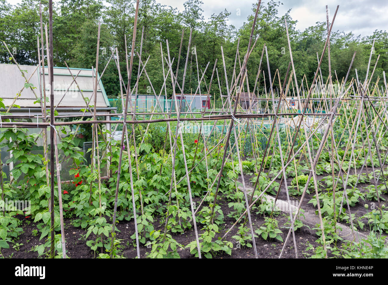 Allotment garden in spring with runner bean canes Stock Photo - Alamy