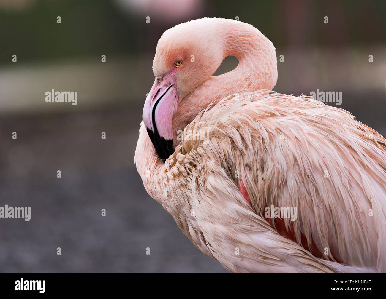 Slimbridge flamingos hi-res stock photography and images - Alamy