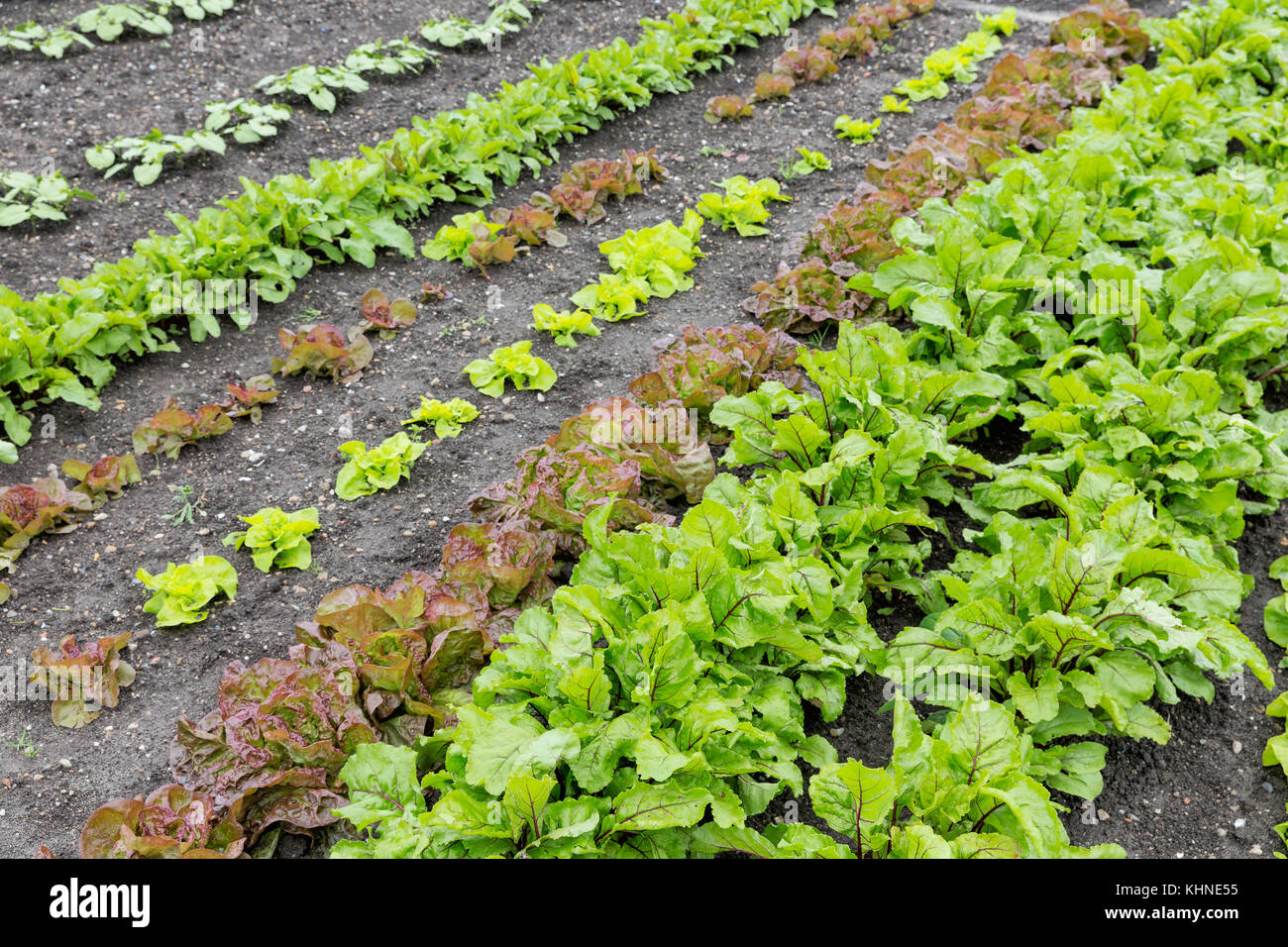Beet border hi-res stock photography and images - Alamy