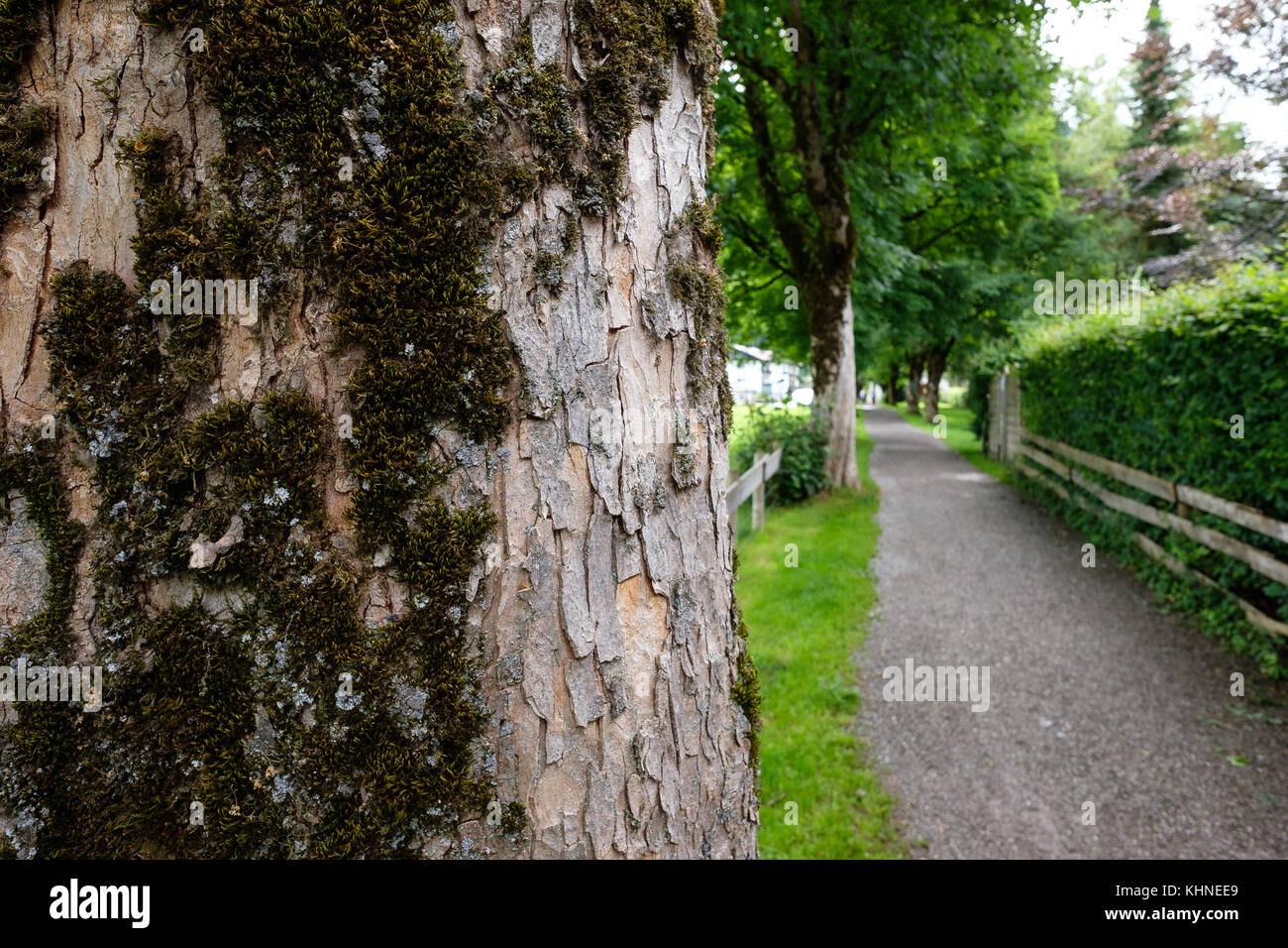 Maple tree bark with moss at a footpath in Oberstdorf Germany Stock ...