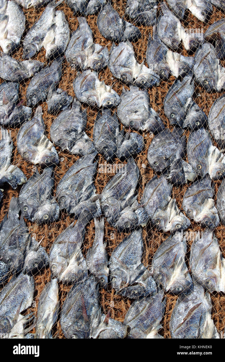 Dry fish under net in Negombo, Sri Lanka Stock Photo - Alamy