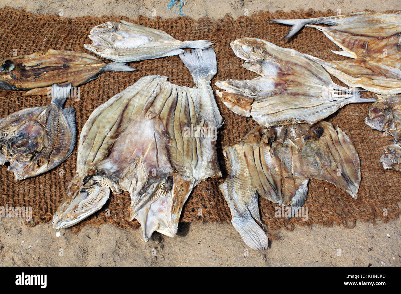 Big dry fish on the beach in Sri Lanka Stock Photo - Alamy