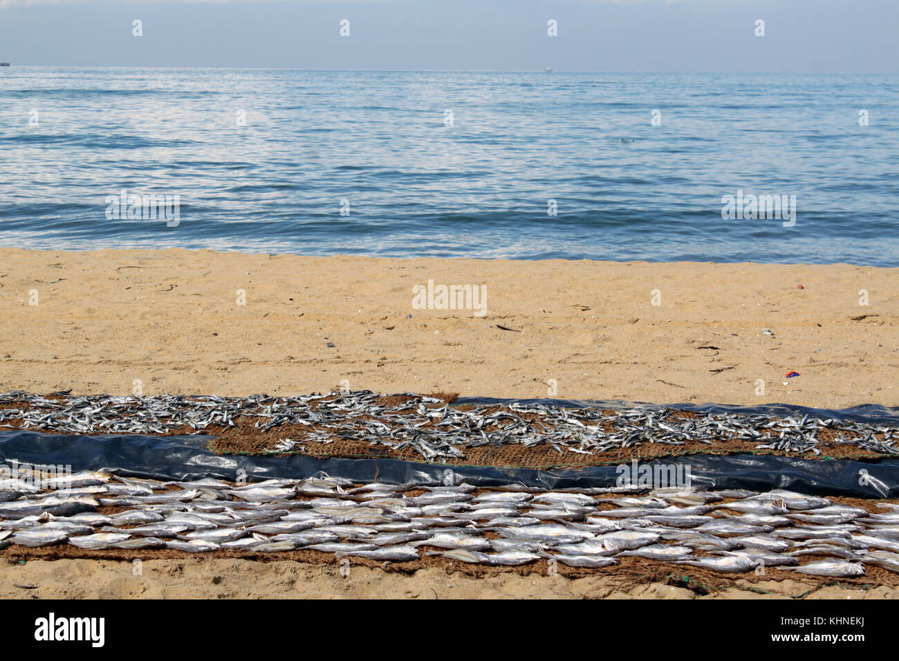 Dry fish on the beach in Negombo, Sri Lanka Stock Photo - Alamy