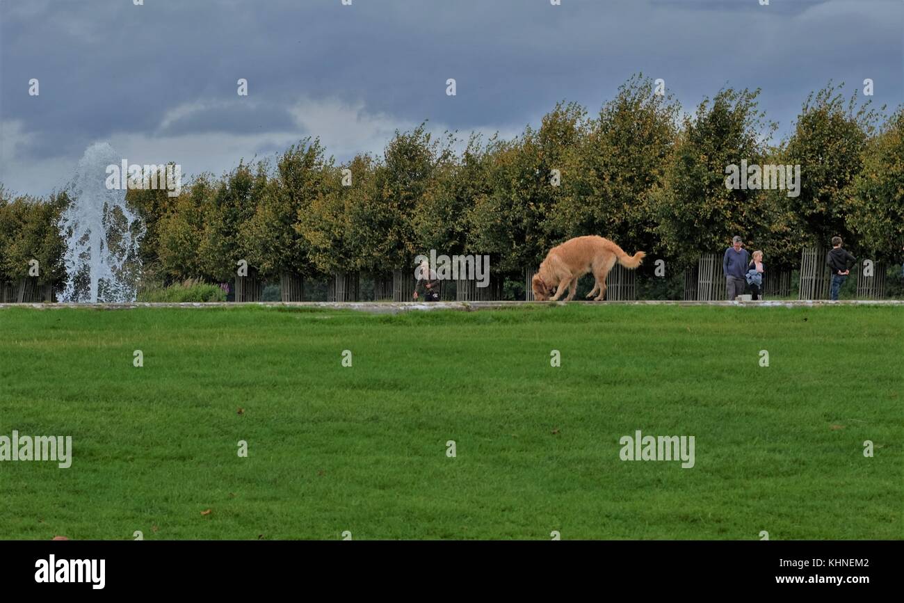 dog fountain grass trees Stock Photo - Alamy