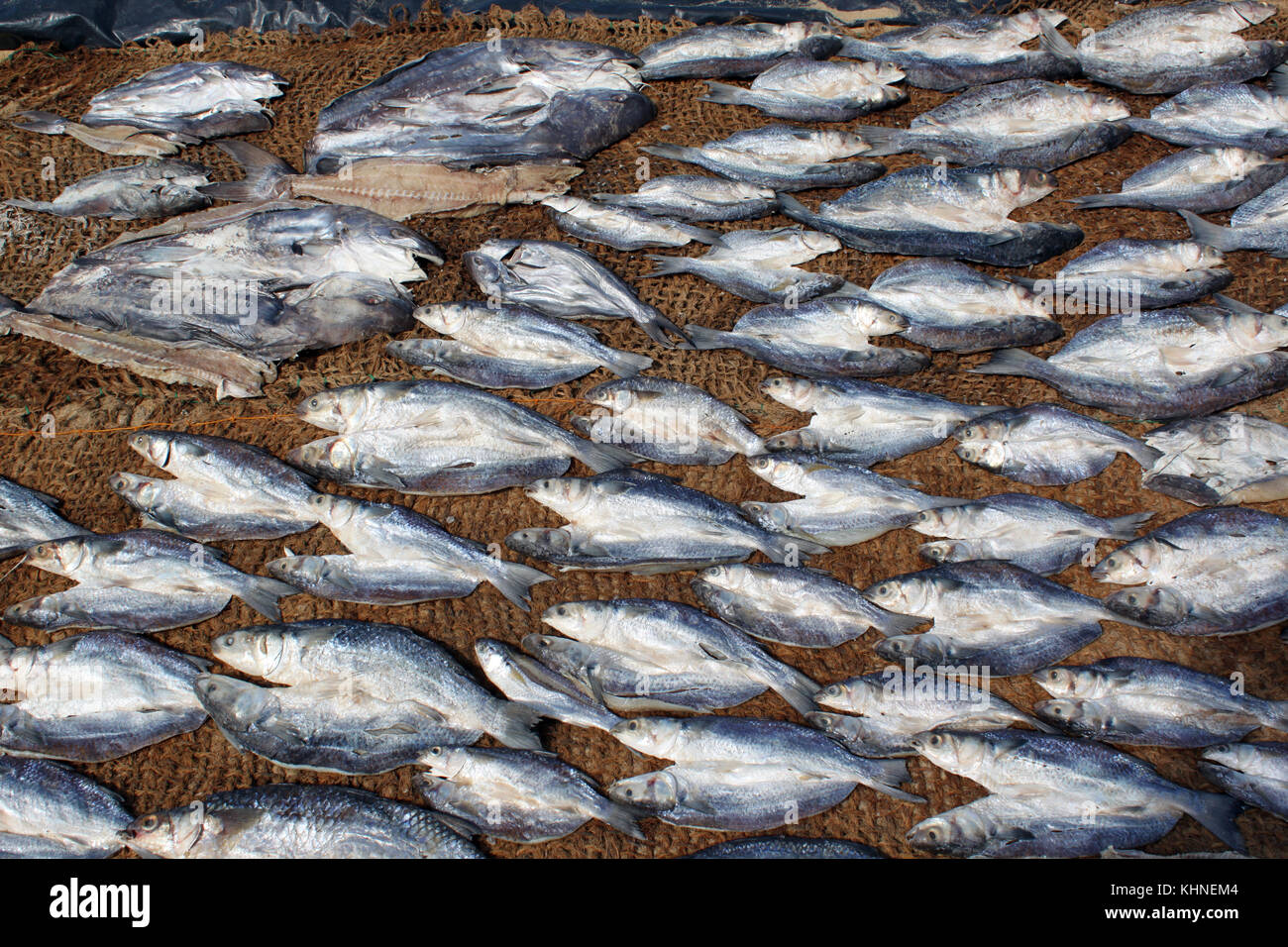 Dried fish on beach sri hi-res stock photography and images - Alamy