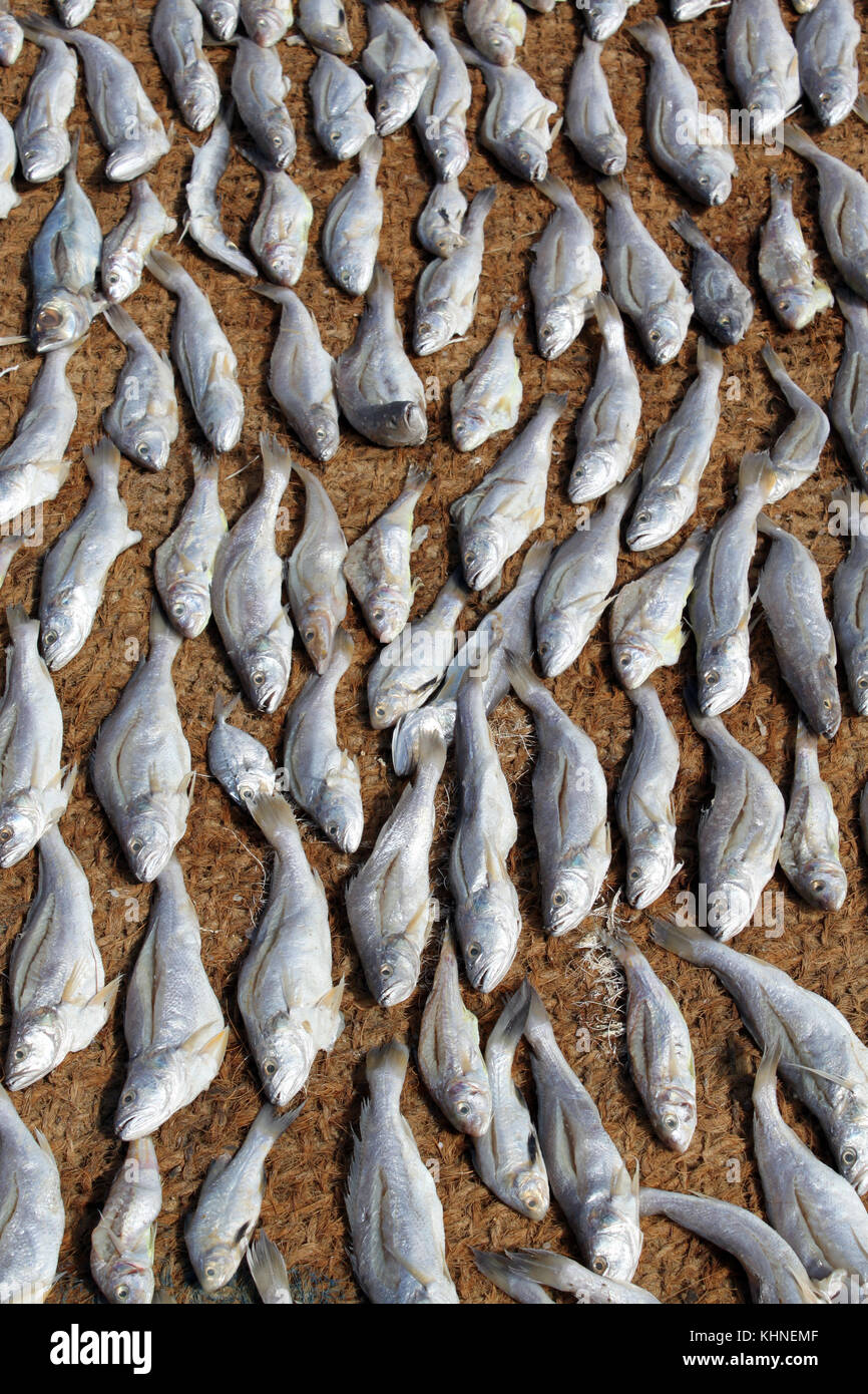 Dry fish on the ground in Sri Lanka Stock Photo - Alamy