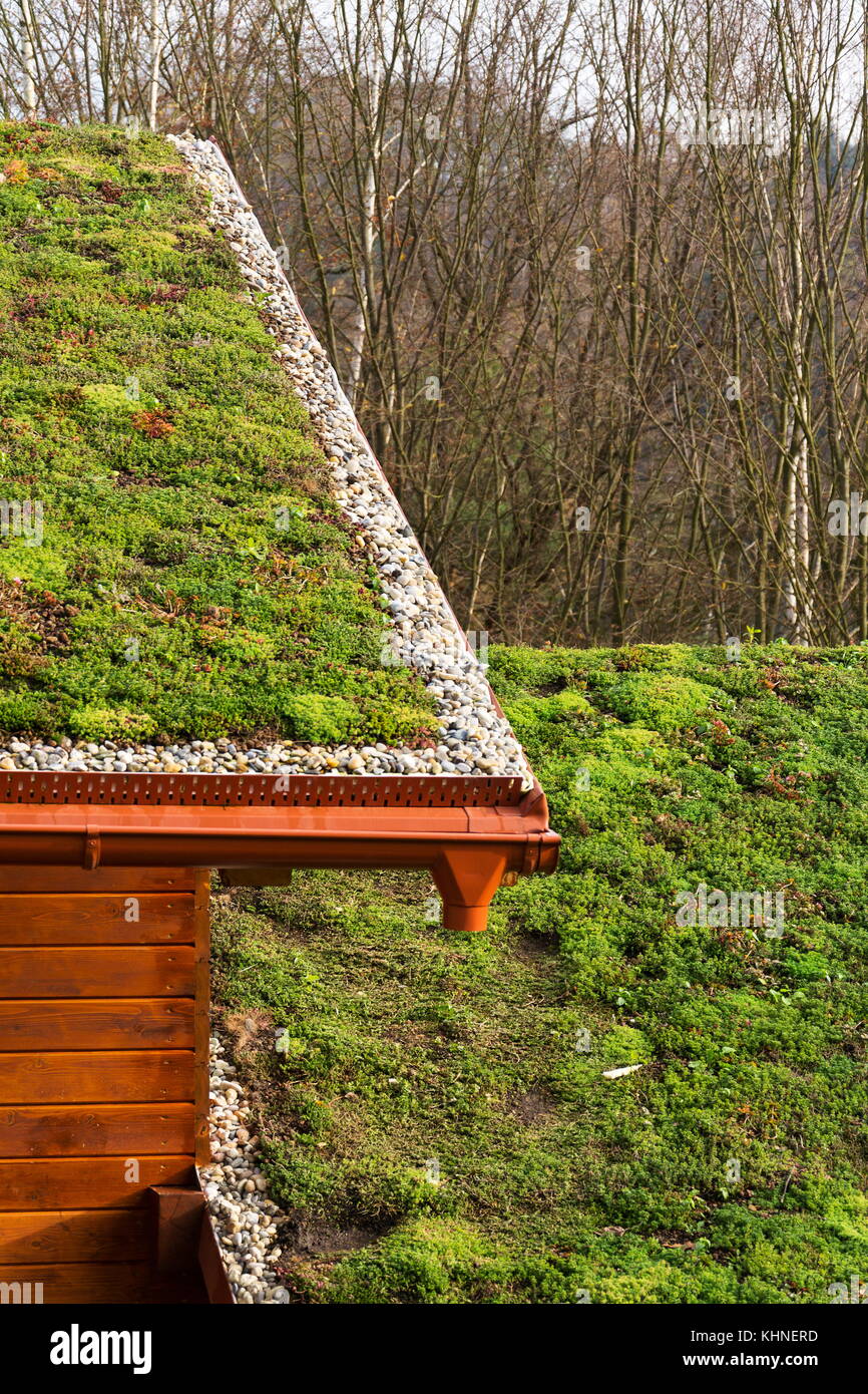 Green living roof on wooden building covered with vegetation Stock ...