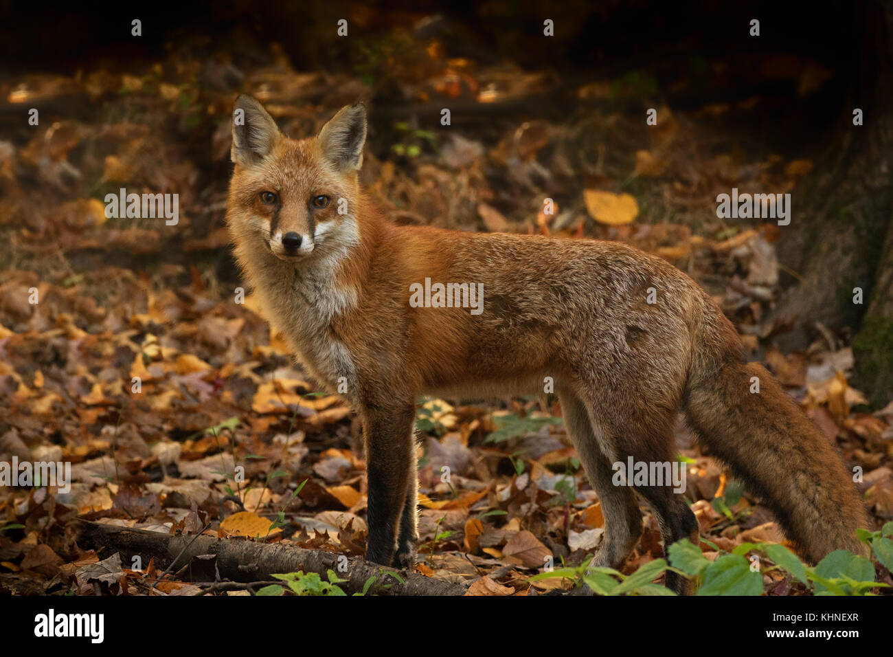 Notch the Red Fox Portrait Stock Photo - Alamy