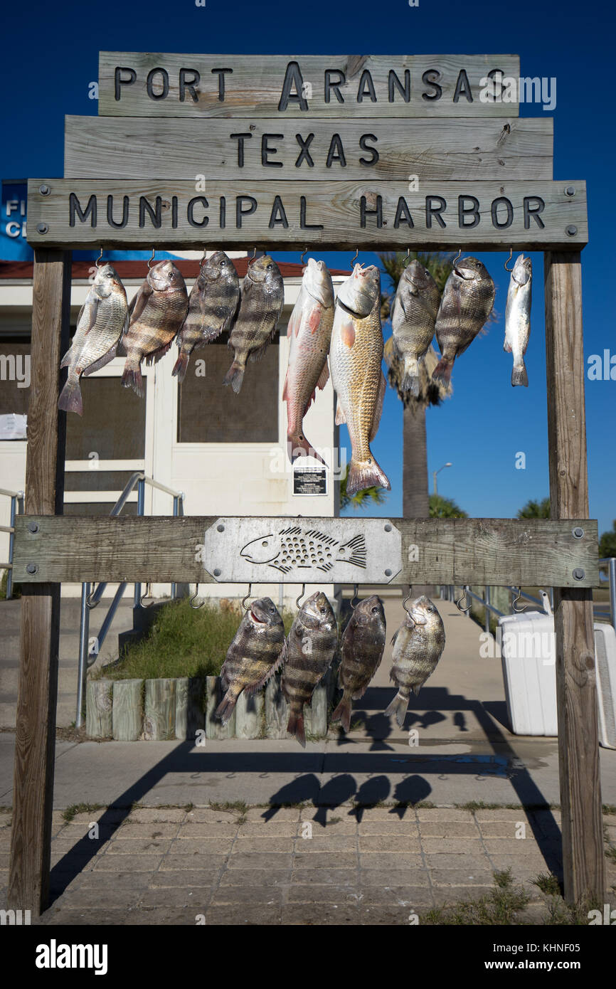 fresh fish hanging on cleaning station in port aranas texas Stock Photo ...