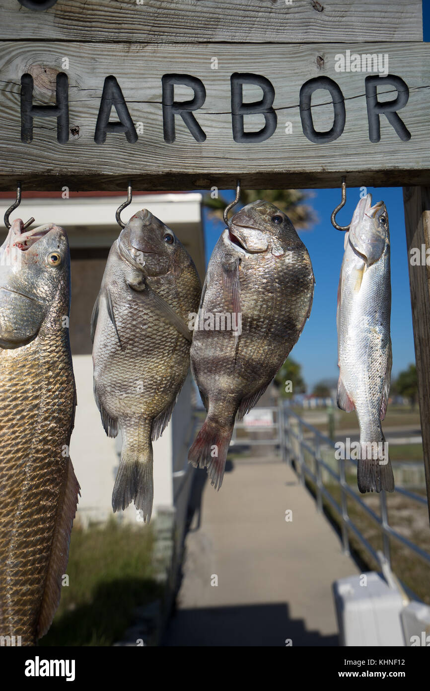 Cleaning fish in port hi-res stock photography and images - Alamy