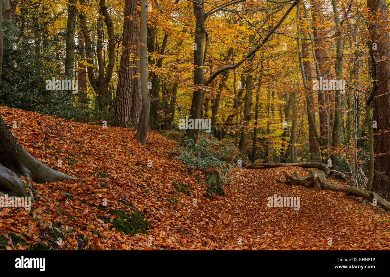 Autumn colour in the woods Stock Photo - Alamy
