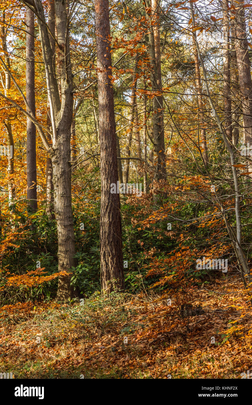 Autumn in the woods Stock Photo - Alamy