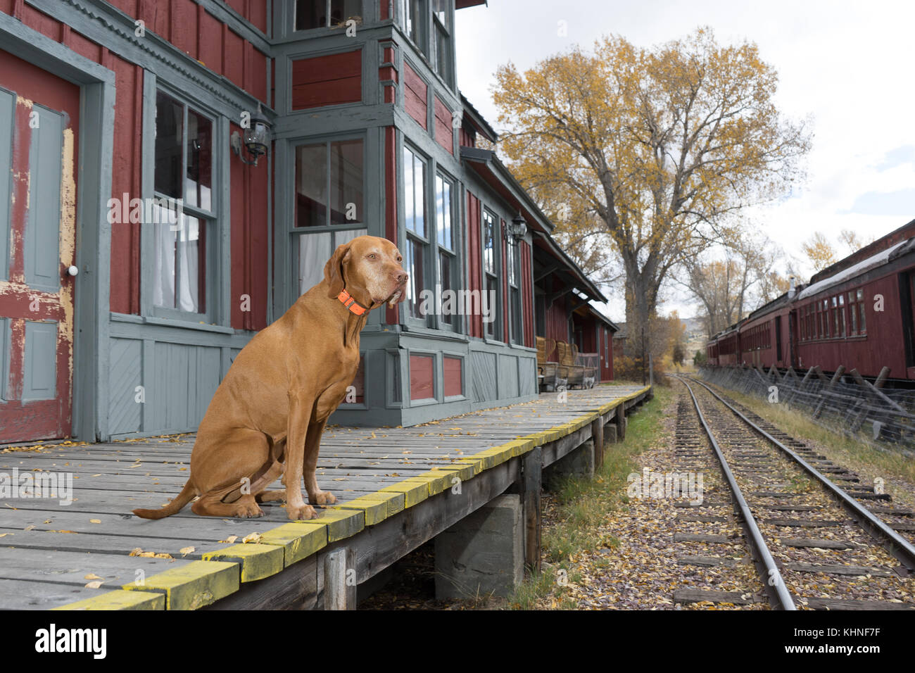 Dog train station hi-res stock photography and images - Alamy