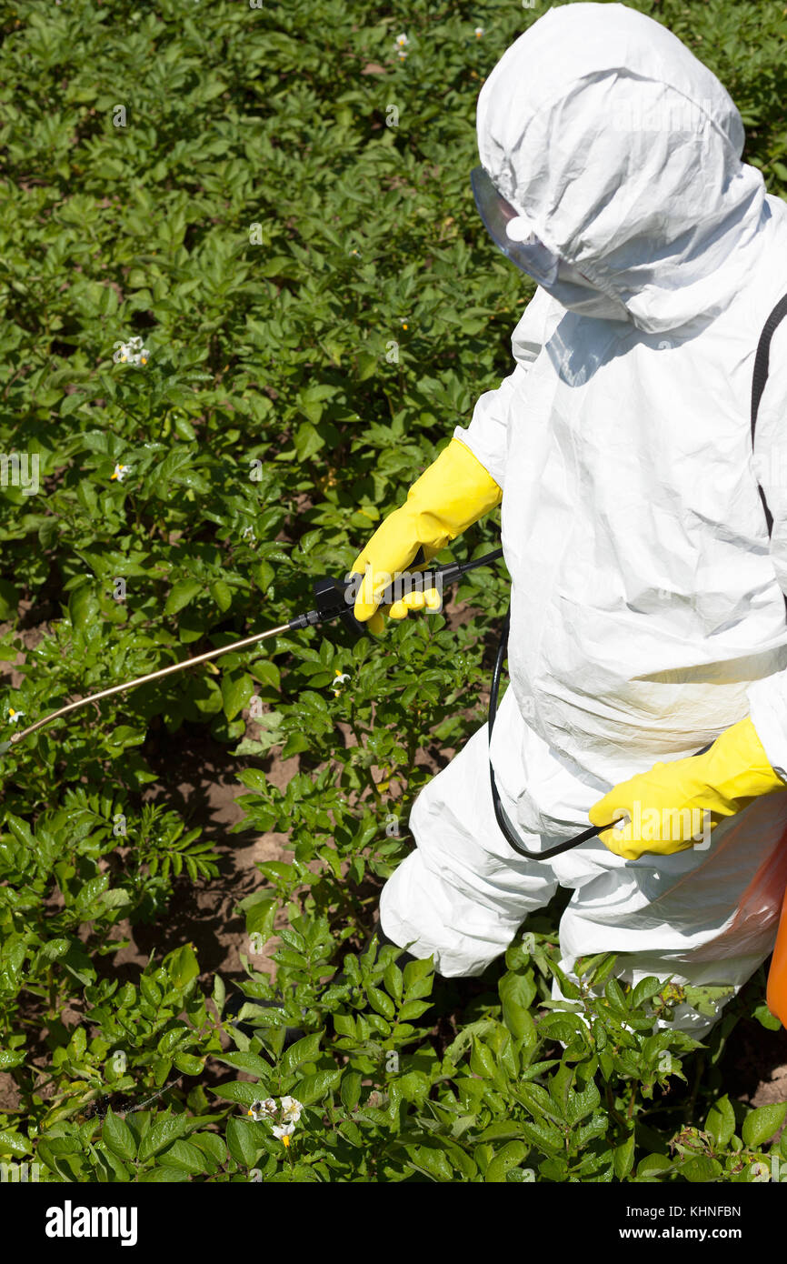 Farmer spraying toxic pesticides or insecticides in the vegetable ...