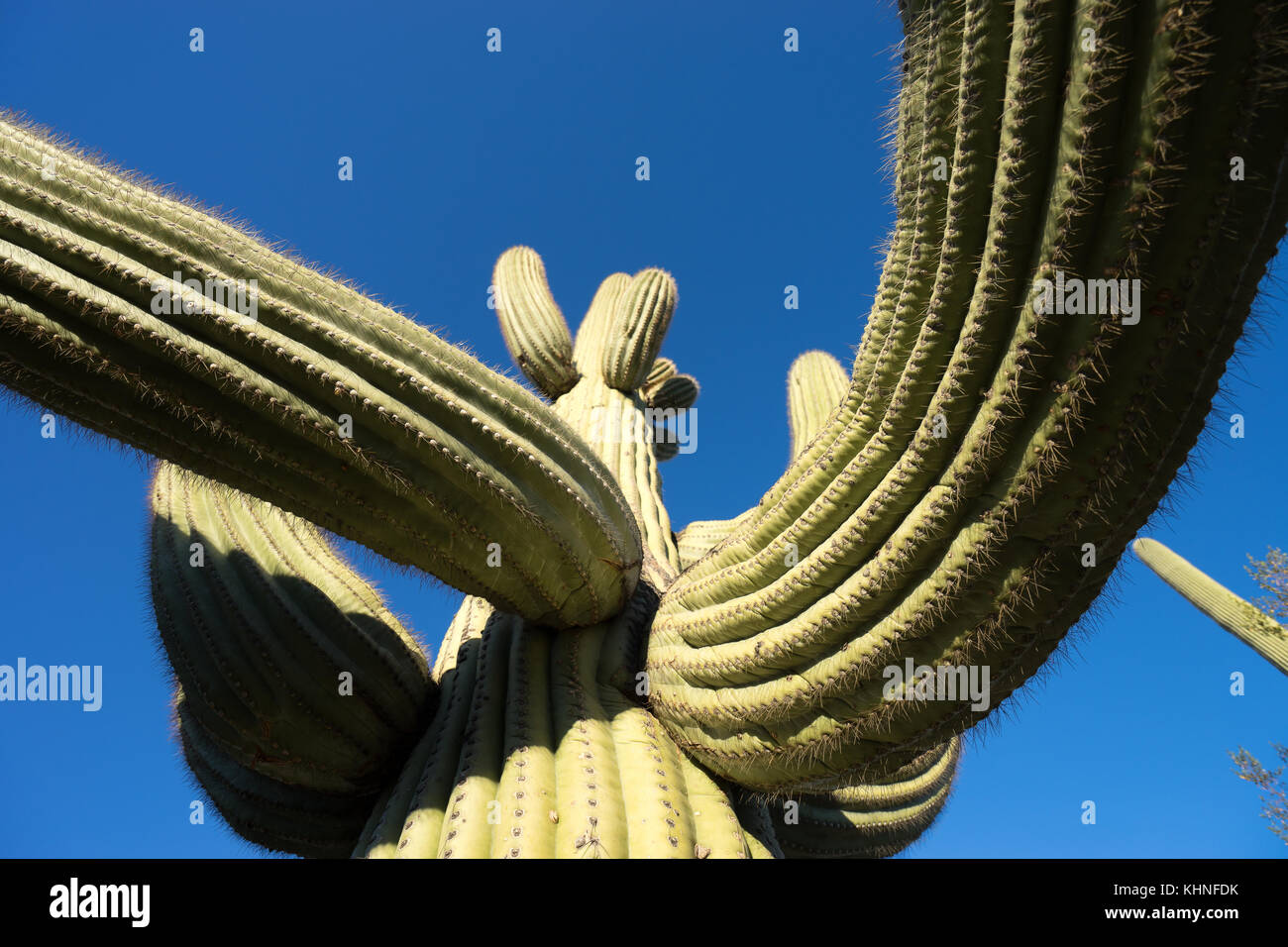saguaro cactus closeup Stock Photo - Alamy