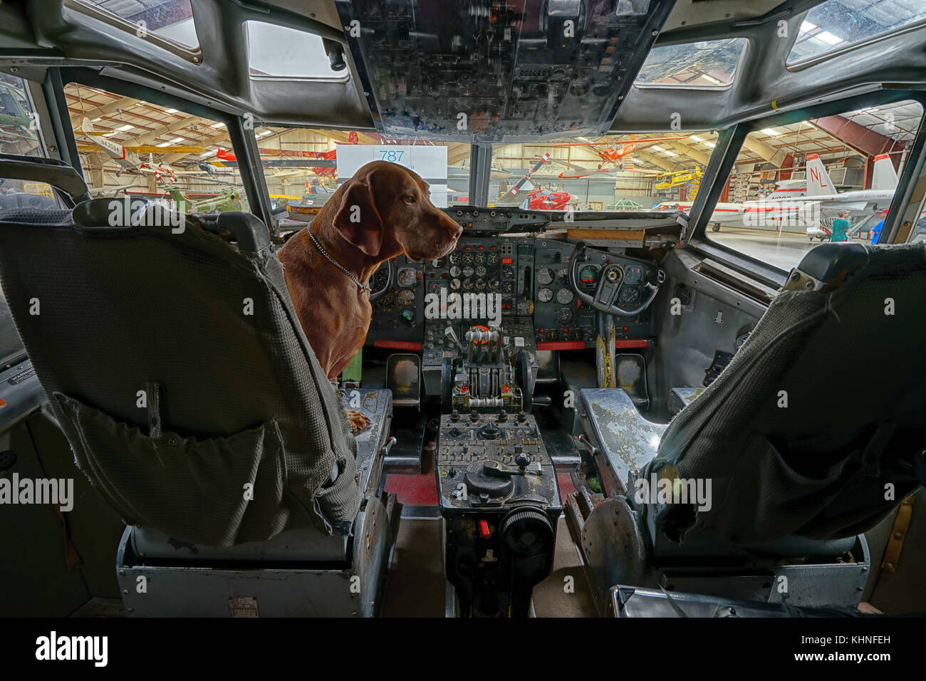 vizsla dog in airplane cockpit Stock Photo - Alamy