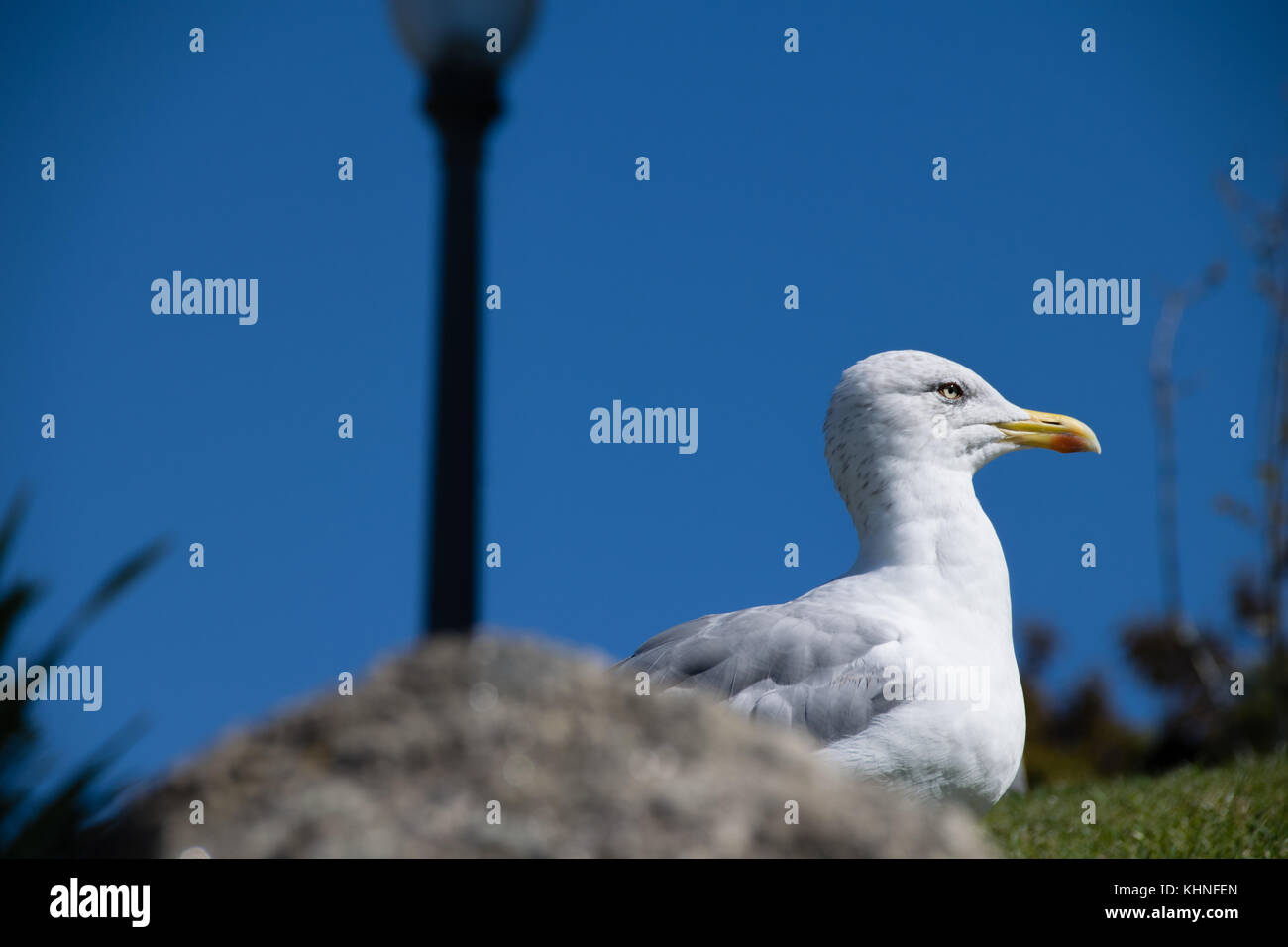Low angle view of a seagull hiding behind a rock Stock Photo - Alamy