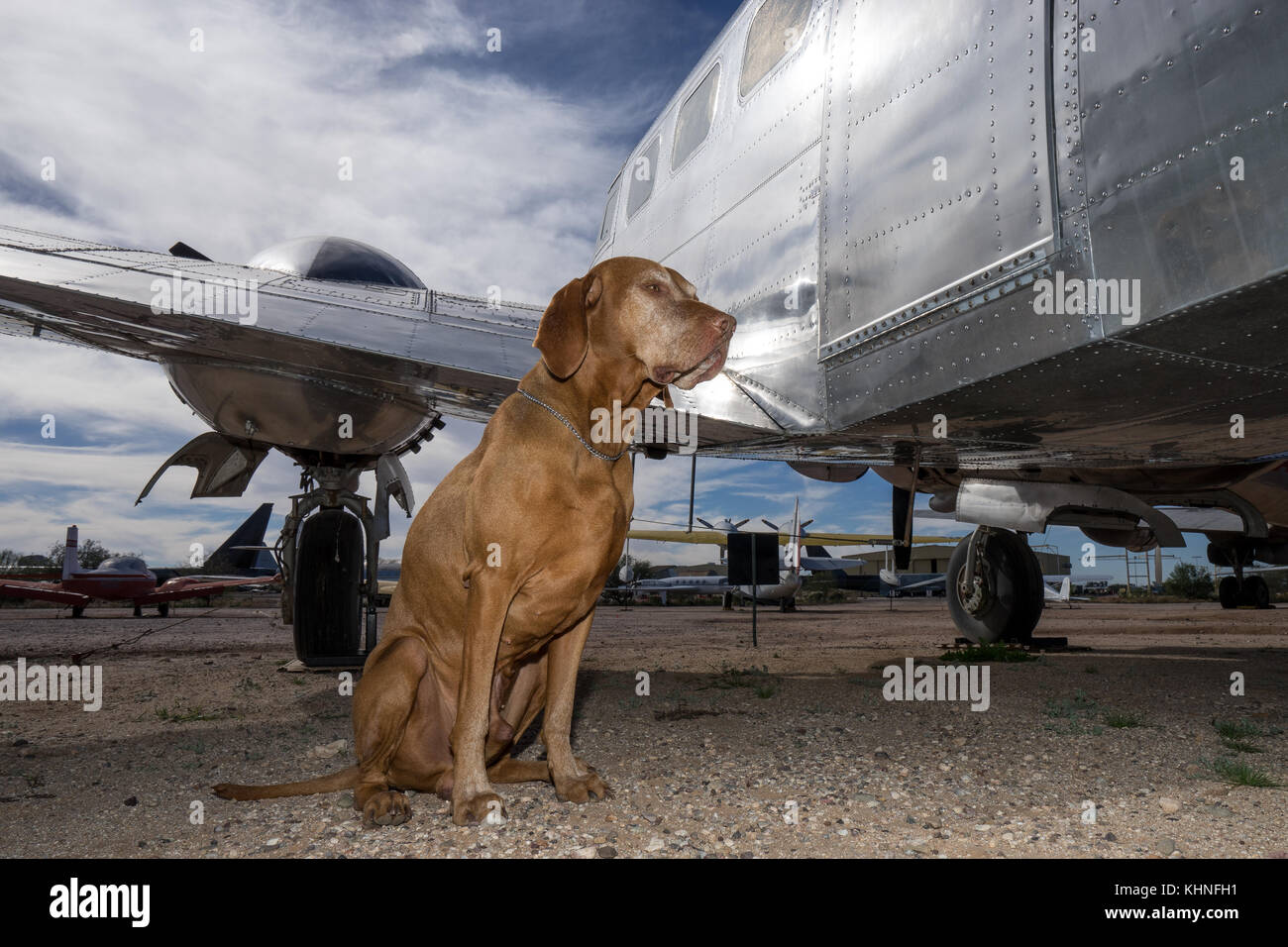 Airplane travel with dog hi-res stock photography and images - Alamy