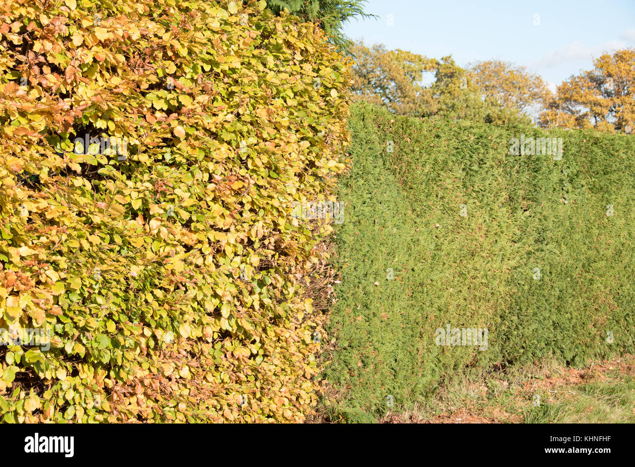 Beech hedging hi-res stock photography and images - Alamy