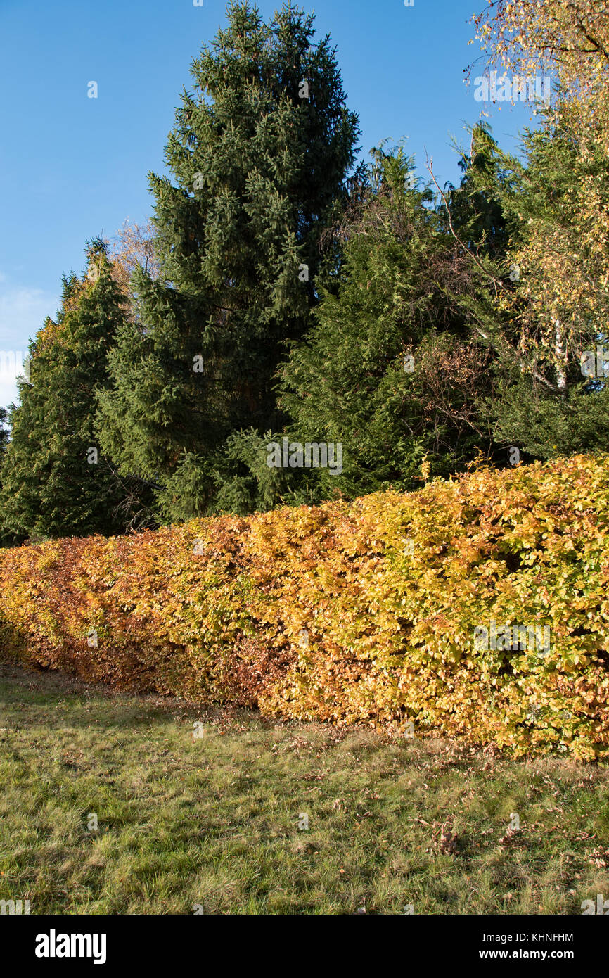 Hedge comparison hi-res stock photography and images - Alamy