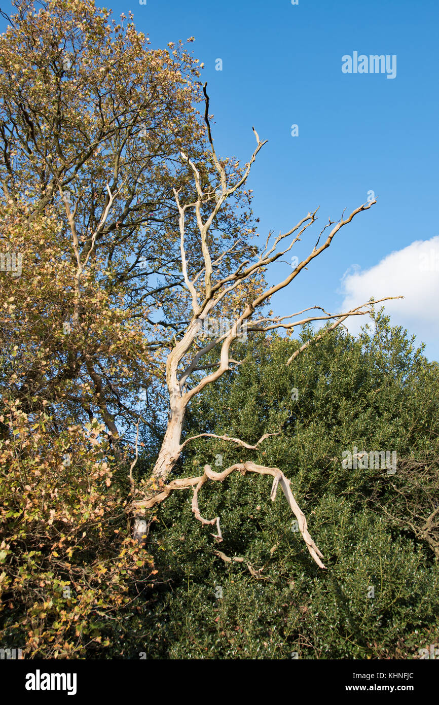 The dead limb of a tree in autumn Stock Photo - Alamy