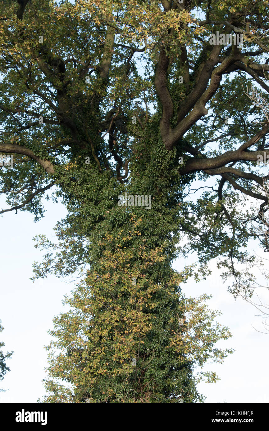 Ivy climbing an English oak tree Stock Photo - Alamy