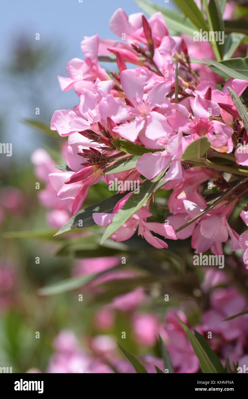 A bunch of pink flowers on a hedge Stock Photo - Alamy