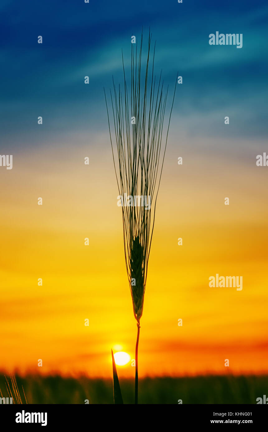 one stem of rye on sunset Stock Photo - Alamy