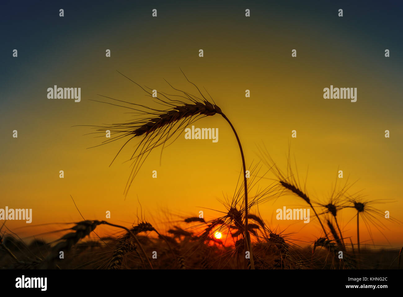 sunset over harvest field Stock Photo - Alamy