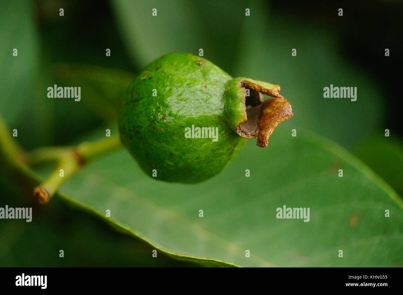 Guava is hanging on the branch, not ripe yet Stock Photo - Alamy