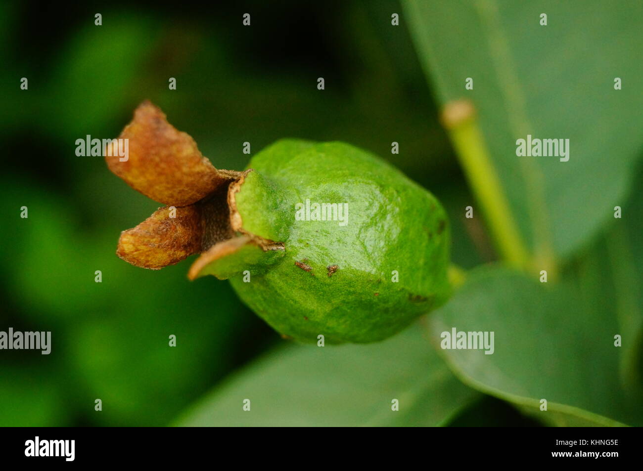 Guava is hanging on the branch, not ripe yet Stock Photo - Alamy