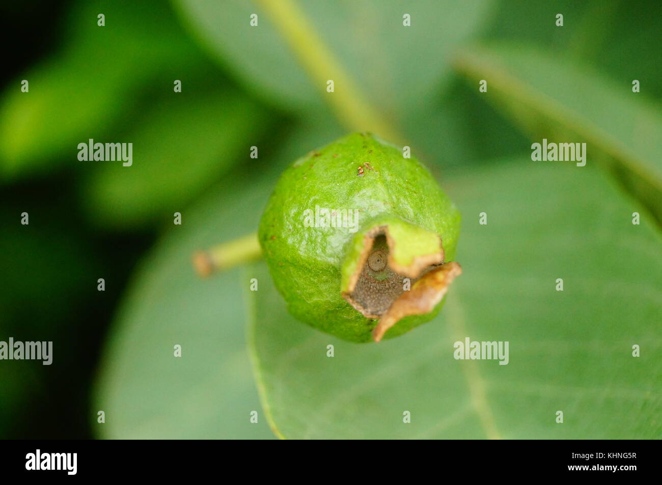 Guava fruit on branches hi-res stock photography and images - Alamy